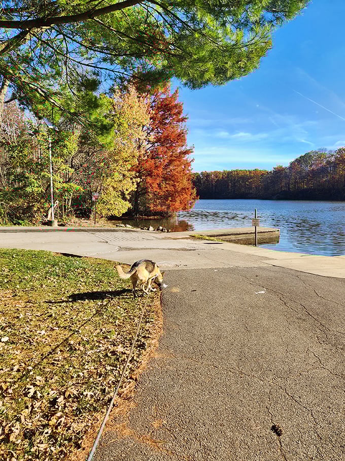 Autumn in Ohio: Where Mother Nature busts out her paintbox and goes to town on the trees. Findley State Park in fall is a masterpiece!