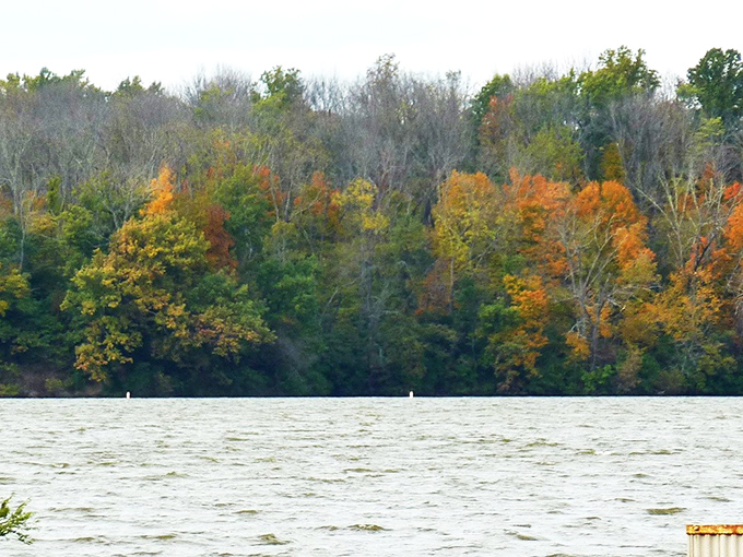 Fall's fashion show! Mother Nature struts her stuff in a dazzling display of autumn hues. It's like she raided Picasso's paintbox and went wild.