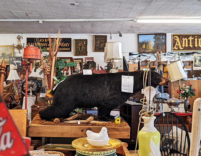 "Grin and bear it" takes on a whole new meaning here. This taxidermied fellow seems to be saying, "Yes, I'm still available!"