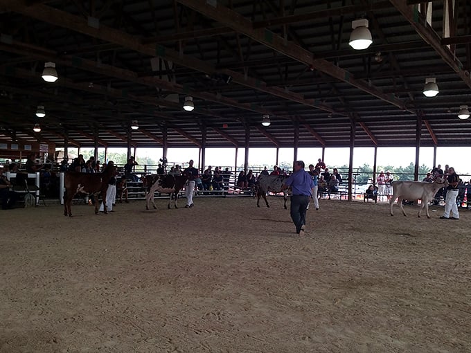 It's showtime in the circular corral! These 4-H kids are strutting their stuff with their prized cattle, turning the barn into a bovine catwalk.