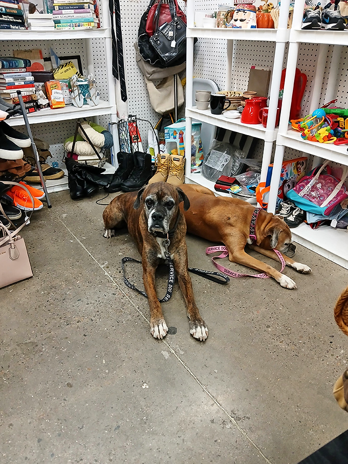 Even four-legged friends find comfort amidst the chaos. These pooches have mastered the art of flea market zen.