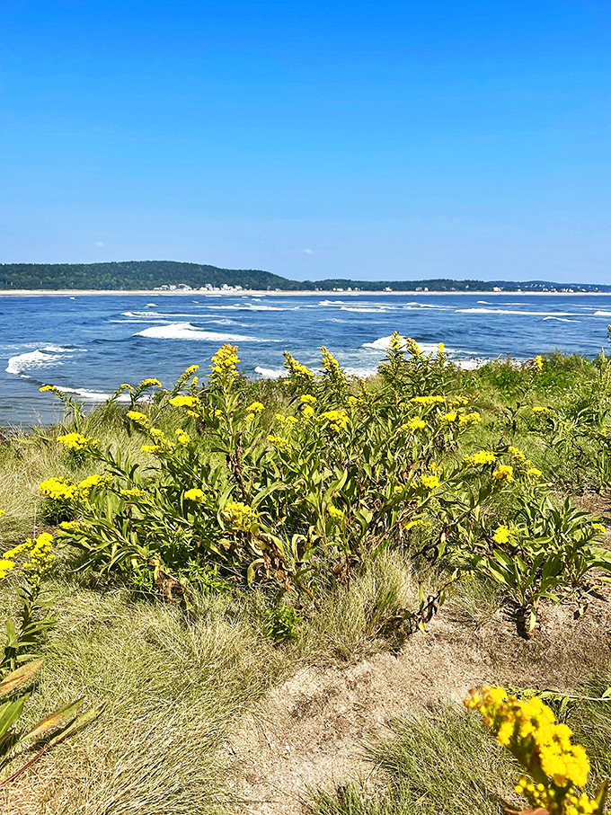 Nature's own fireworks display: wildflowers painting the coastline. It's like someone sprinkled happiness along the shore &ndash; no green thumb required!