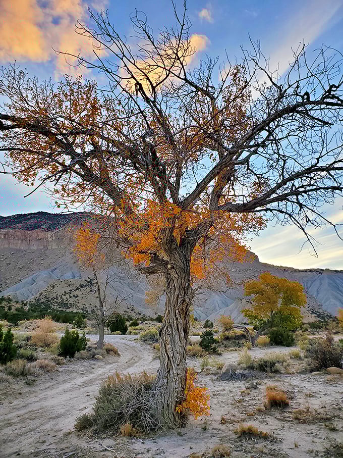 Fall's fashion show in full swing! This tree didn't just turn over a new leaf – it's strutting a whole golden wardrobe.