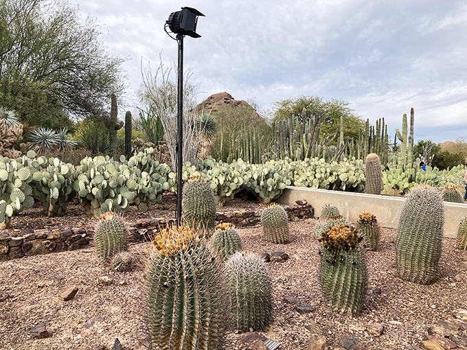 Cacti catwalk! These spiky divas strut their stuff against a backdrop that'd make any landscape painter swoon.