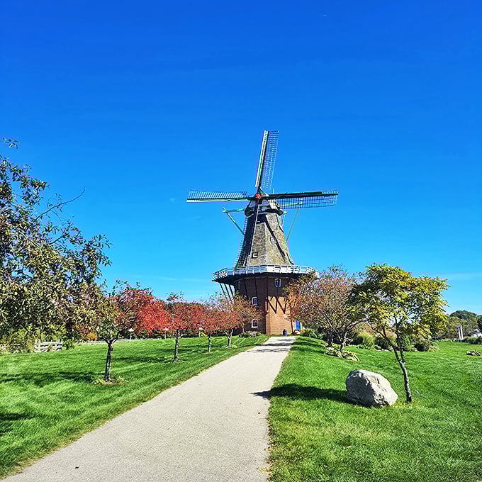 Windmill Island's De Zwaan: Proving that sometimes, size does matter. It's the Netherlands' gift that keeps on grinding!