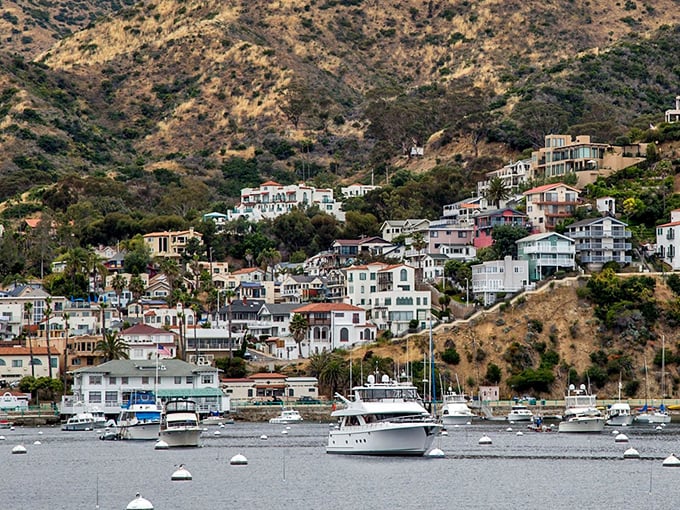 Avalon's harbor: Where boats bob like rubber ducks in a bathtub, and every view is postcard-perfect.