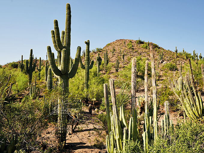 Nature's own sculpture garden. Here, every plant looks like it's auditioning for a starring role in "Desert's Got Talent."