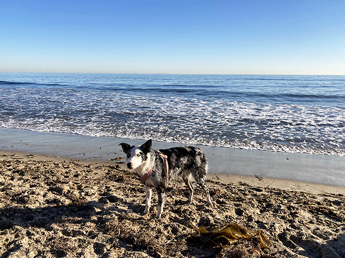 Soaking up the sun and the surf at Leo Carrillo State Park! This happy dog loves exploring the famous Malibu coastline.