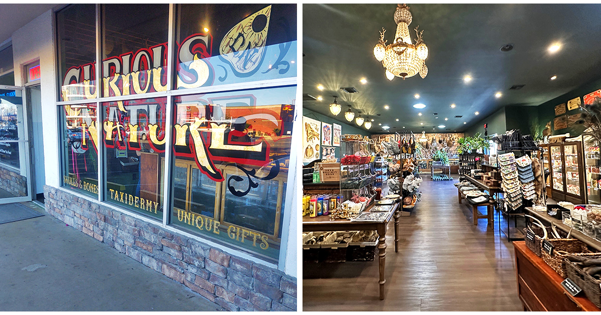 9 Bizarre Curiosity Shops In Arizona Filled With Weird And Wonderful ...
