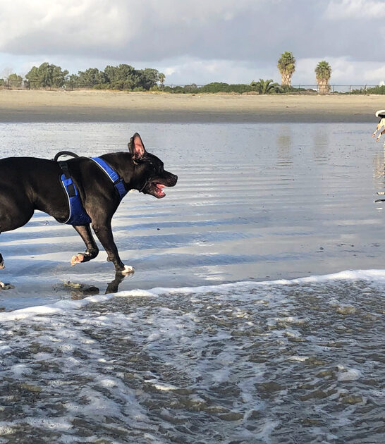 canine loving trip california FTR