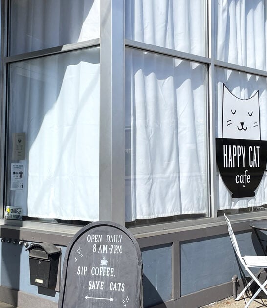 cat cafe michigan ftr