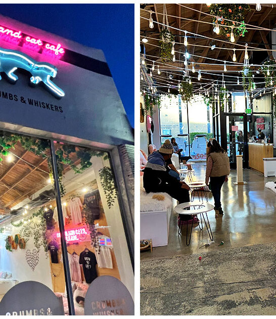 charming cat cafe california FTR