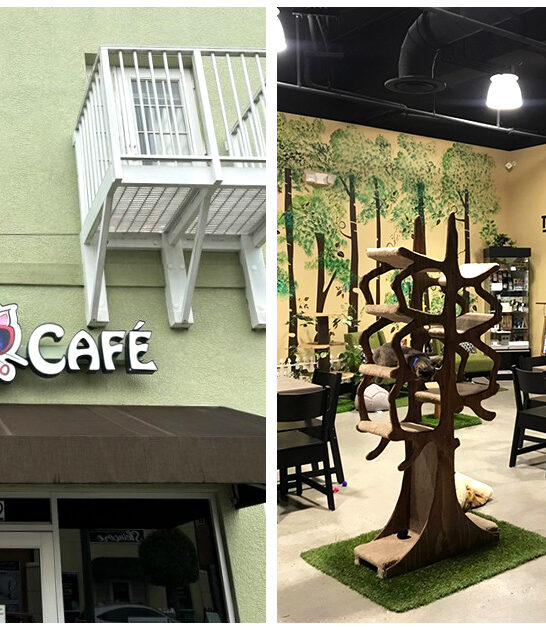 charming cat cafe clermont fl ftr