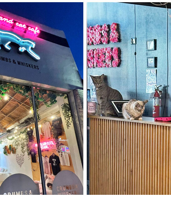 charming cat cafe los angeles ca FTR