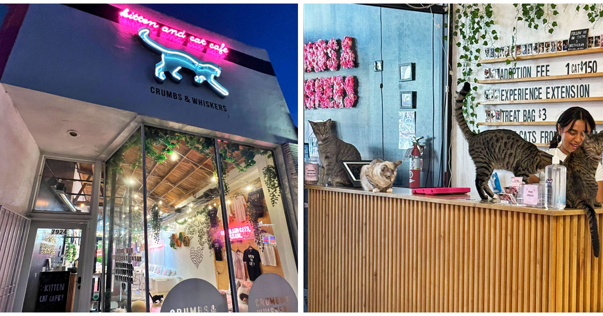 This Charming Cat Cafe In Los Angeles Is A Dream Come True For Cat Lovers