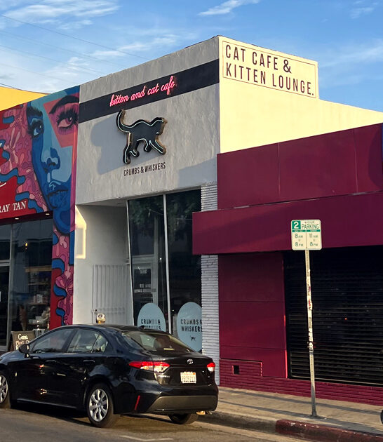 charming cat cafes california FTR