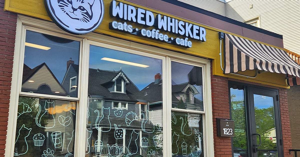 6 Charming Cat Cafes In Minnesota That Will Steal Your Heart And Make ...