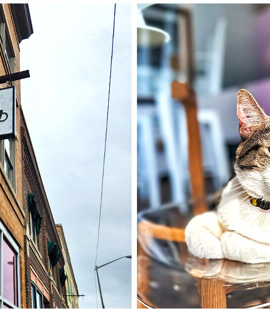 cozy-cat-cafe-michigan-FTR