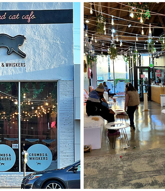 cozy cat cafes california FTR