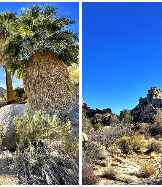 desert hike california FTR