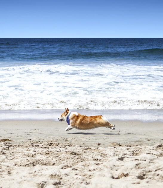 dog friendly beaches california FTR