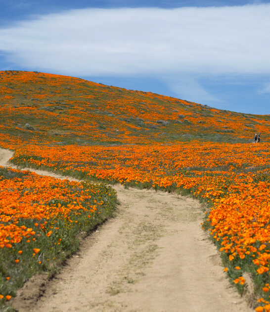 dreamy flower reserve lancaster ca FTR