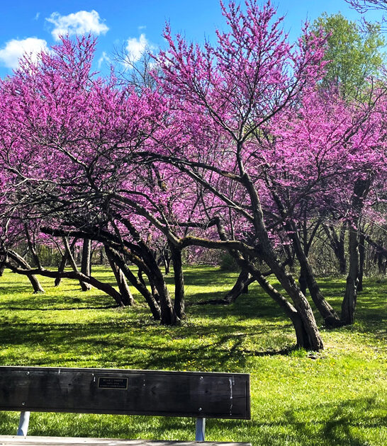 enchanting park michigan storybook ftr