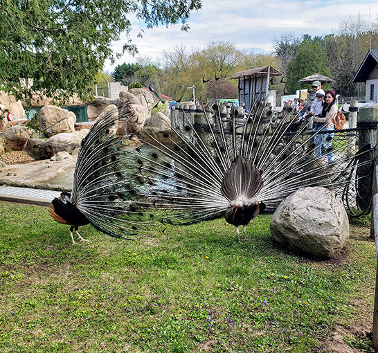 fascinating animals zoo wisconsin ftr