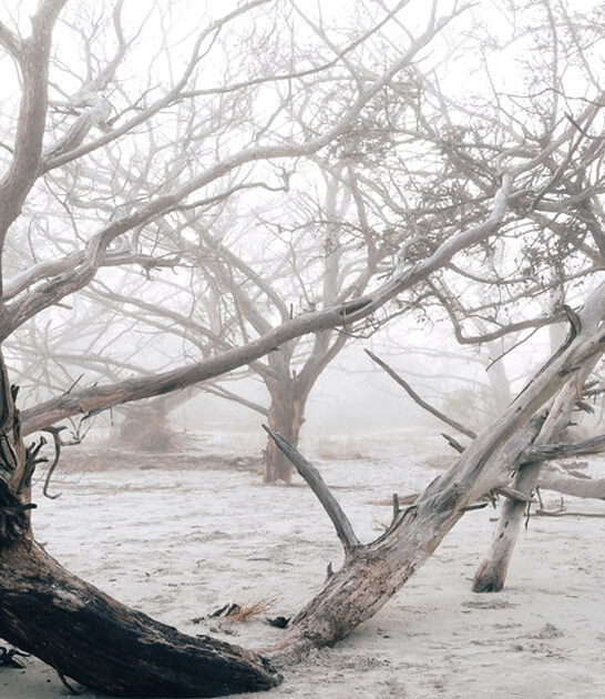 hauntingly beautiful beach jekyll island ga ftr
