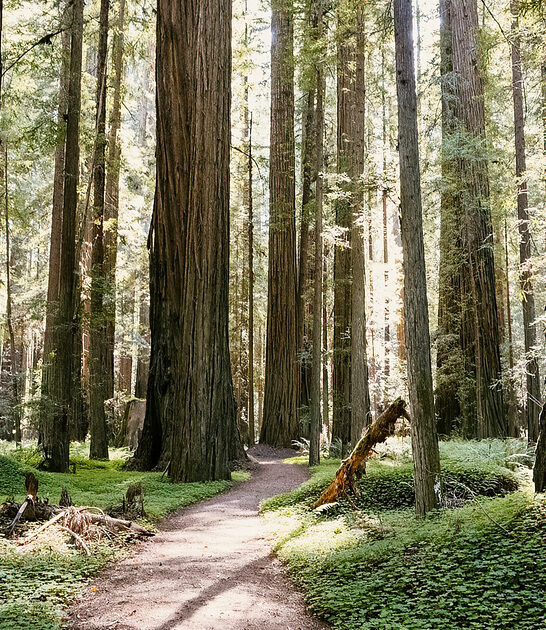 hidden trail scotia ca ftr