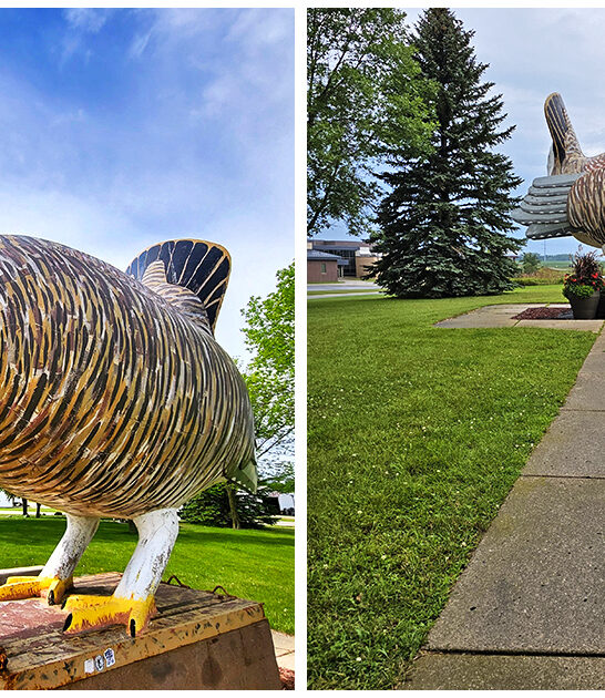 largest prairie chicken minnesota FTR