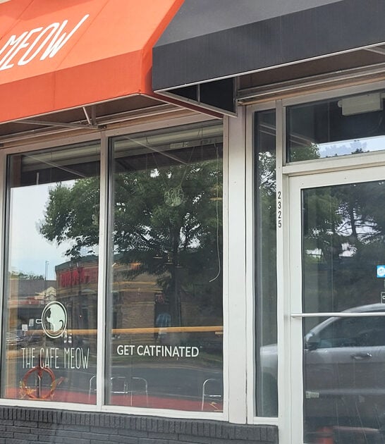 minnesota cat cafes FTR