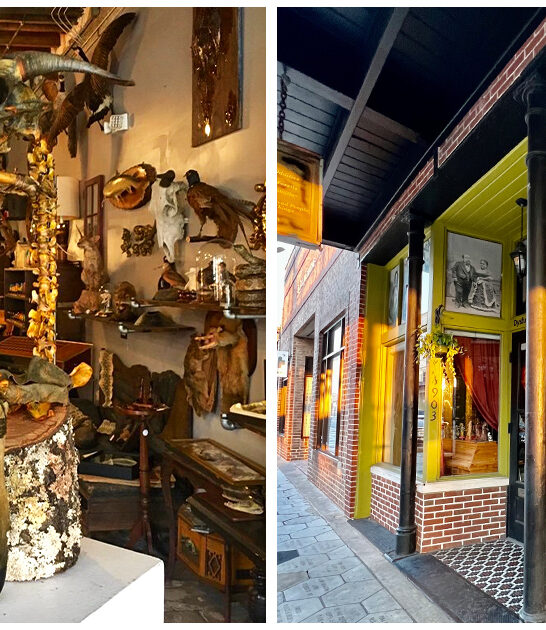 oddity stores florida treasures ftr