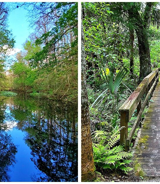 otherworldly-florida-state-park-FTR