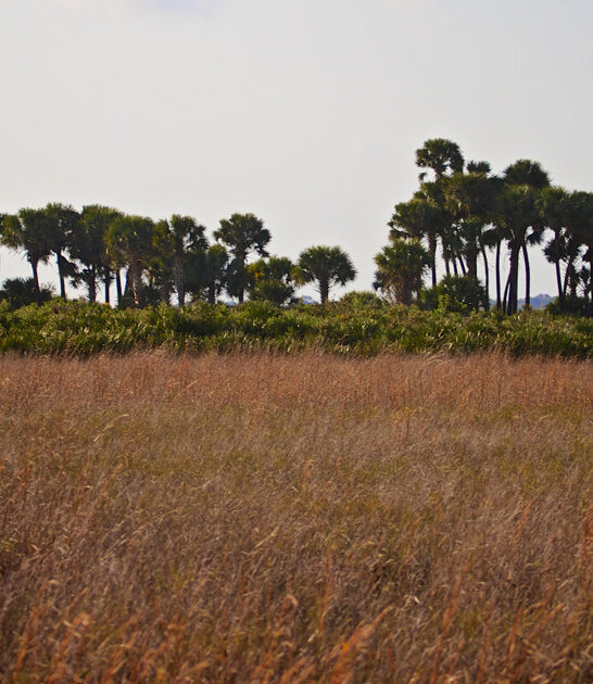 overlooked state park florida ftr