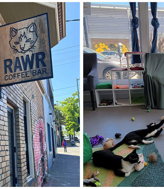 paw some trip california FTR