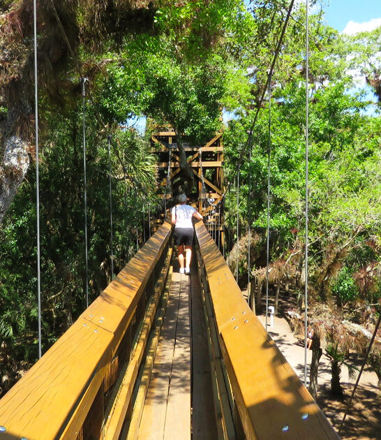 picturesque canopy walkway florida ftr