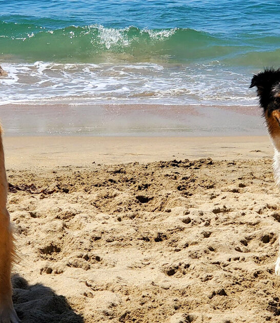 stunning dog beaches california ftr