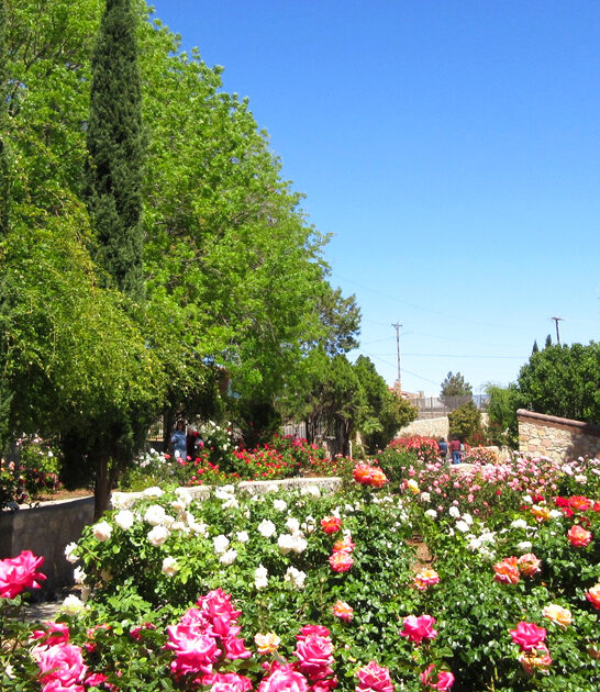 stunning gardens texas ftr