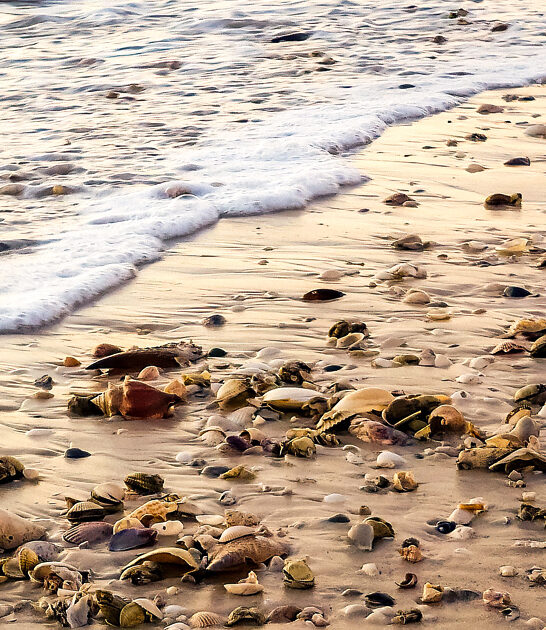 stunning island florida shell ftr