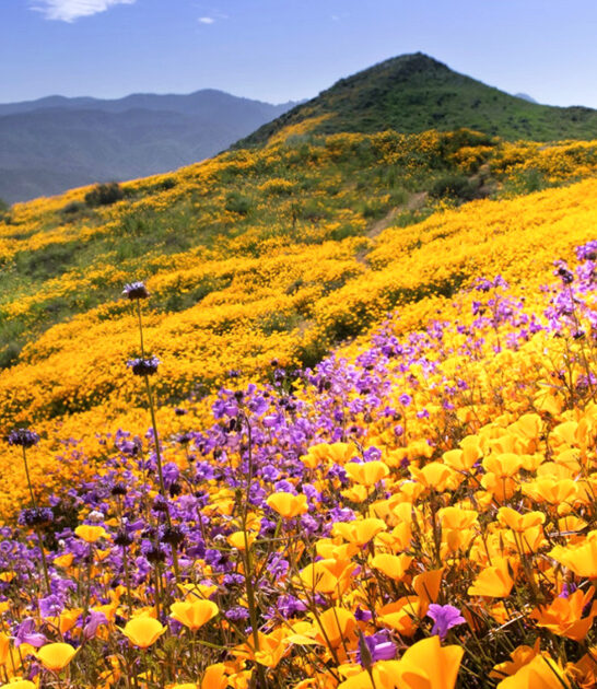 stunning wildflower reserve california FTR