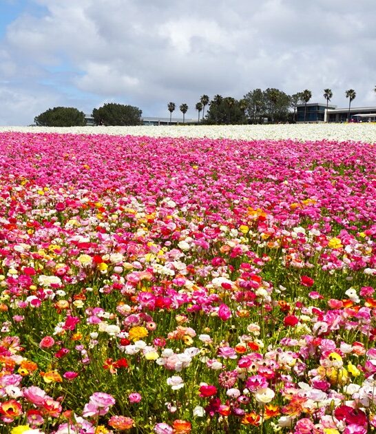 surreal flower field carlsbad ca ftr