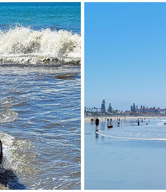 tail wagging trip california FTR