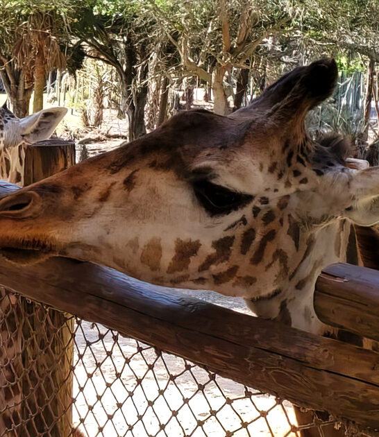 thrilling wildlife experiences florida ftr
