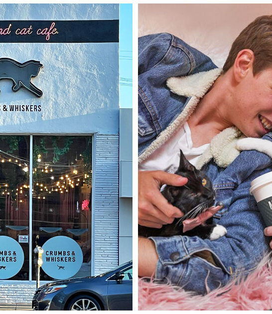 tiny cat cafe california FTR