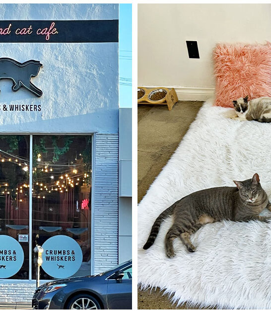 tiny cat cafe los angeles ca FTR
