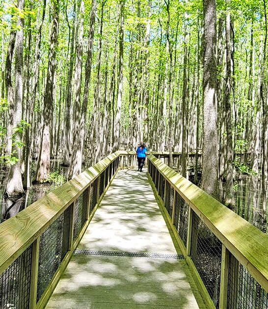 tiny state park arkansas FTR