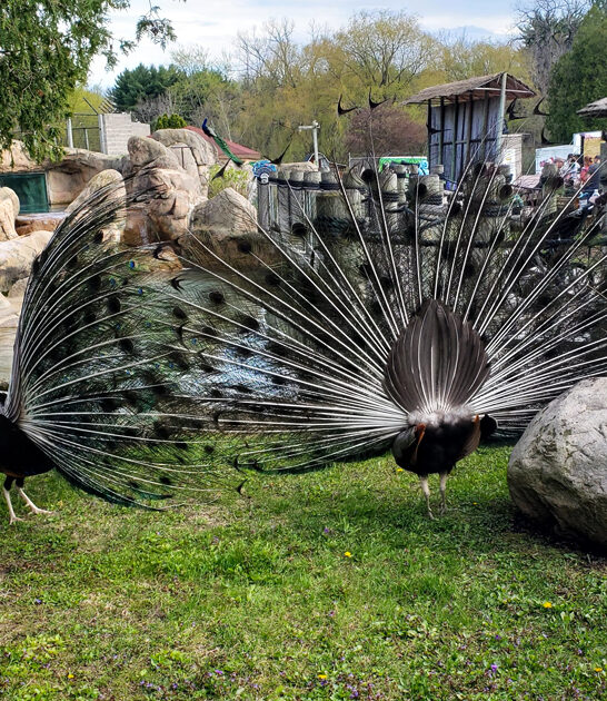 unforgettable encounters zoo green bay wi ftr