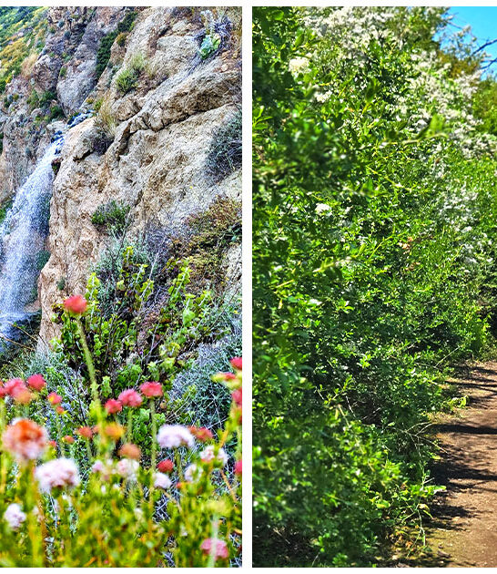 waterfall hike california FTR