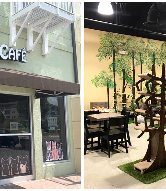 whimsical cat cafe clermont fl ftr